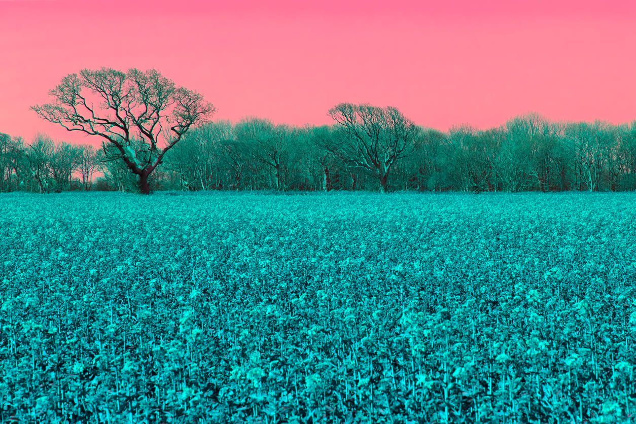 Cómo ve los Colores una persona Daltónica | Óptica Baca en Ronda